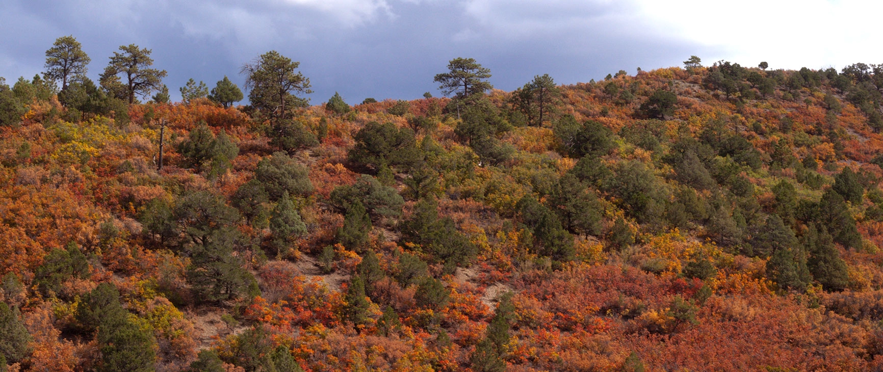 Montane Shrubland – Colorado Birding Trail