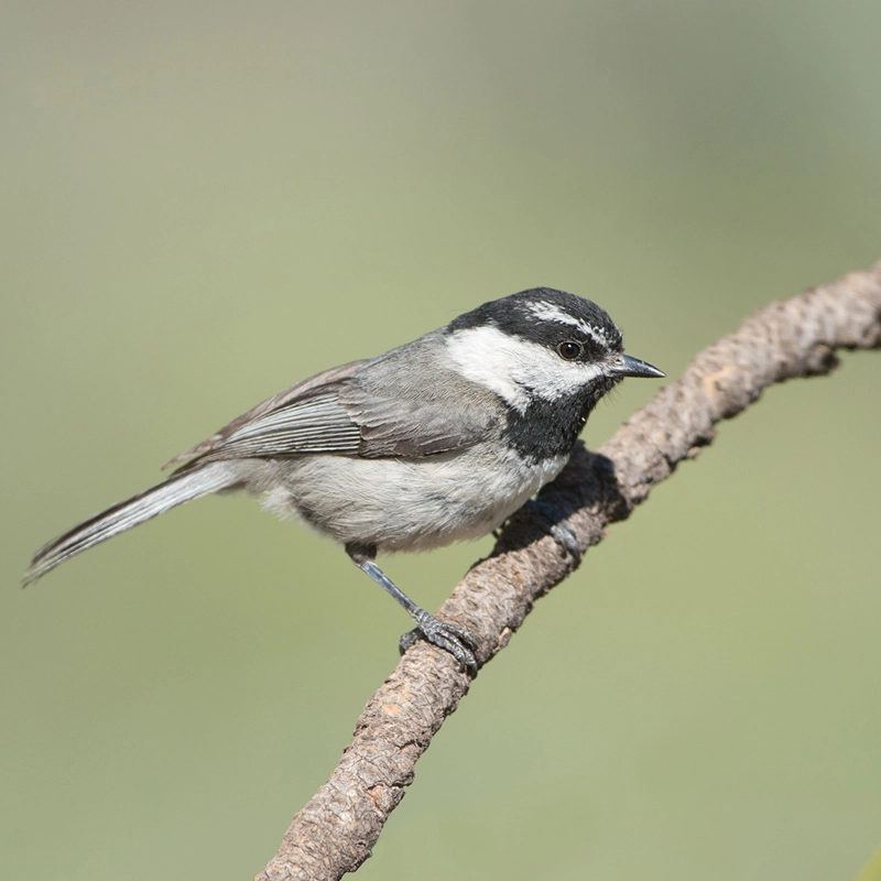 Colorado Birding Trail – Explore Wild Colorado